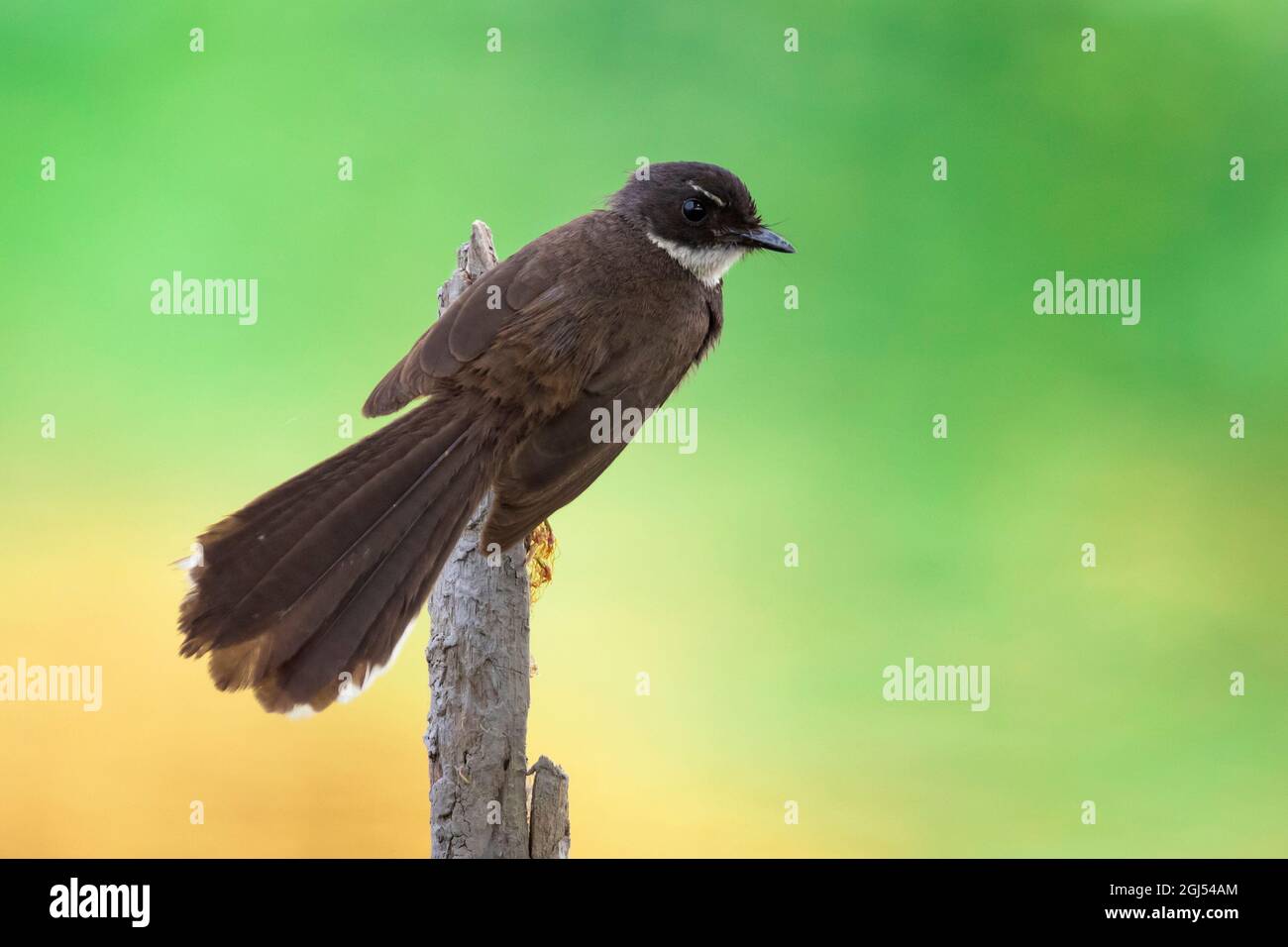 Image of Sunda Pied Fantail or Malaysian Pied Fantail(Rhipidura ...