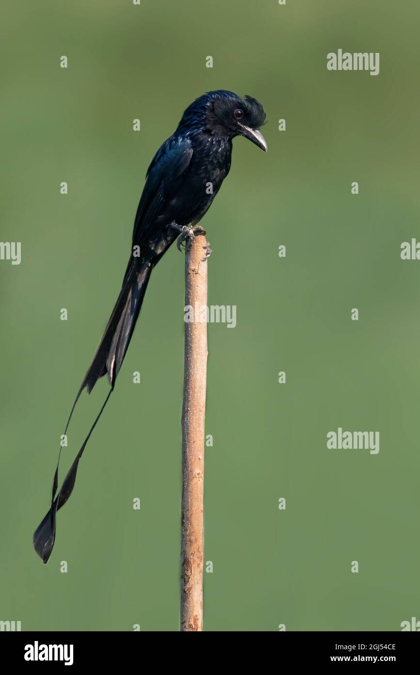 Racket tailed drongo hi-res stock photography and images - Alamy