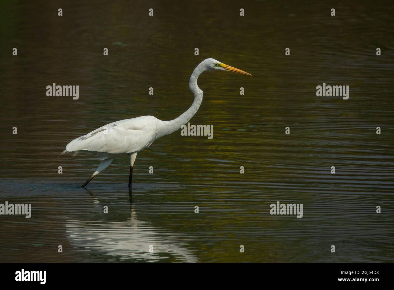 Image of Eastern Great Egret (Ardea alba) in the swamp on nature ...
