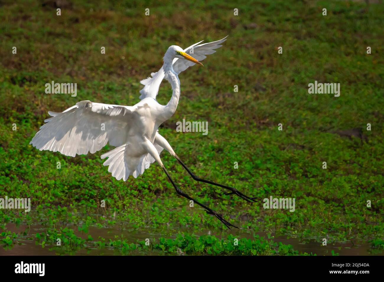 Image of Eastern Great Egret (Ardea alba) in the swamp on nature ...