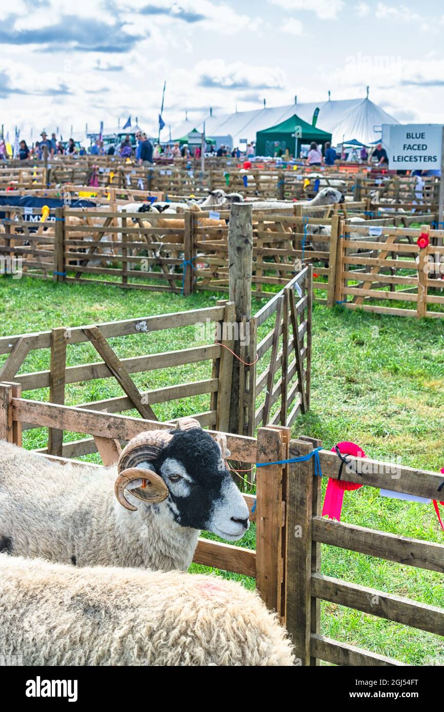 Swaledale tup hi-res stock photography and images - Alamy