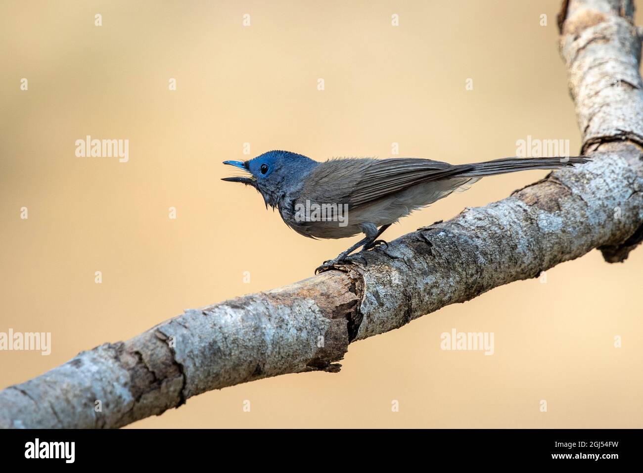 Image of Female Black-naped Monarch(Hypothymis azurea) on a tree branch ...