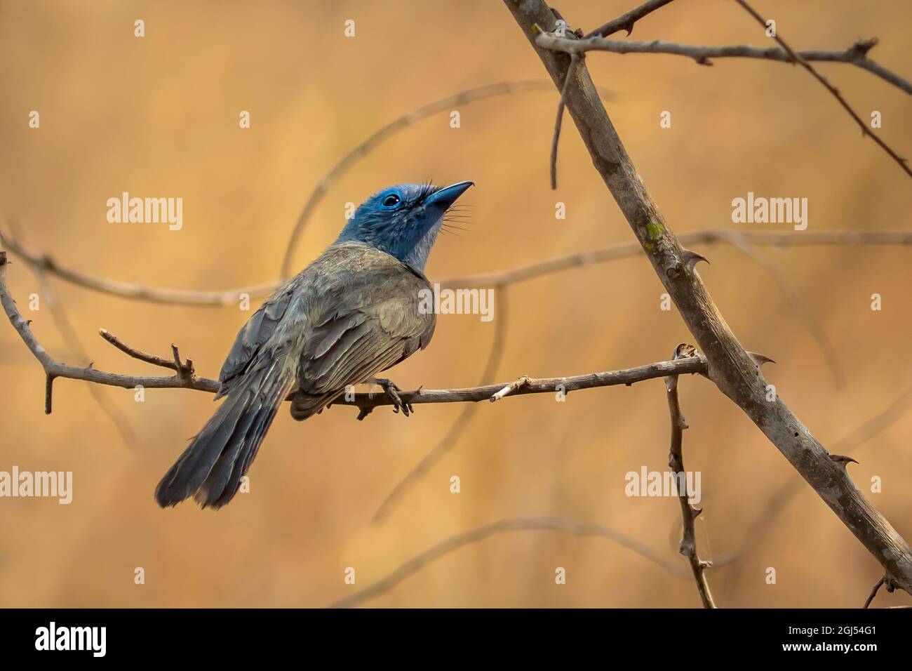 Image of Female Black-naped Monarch(Hypothymis azurea) on a tree branch ...