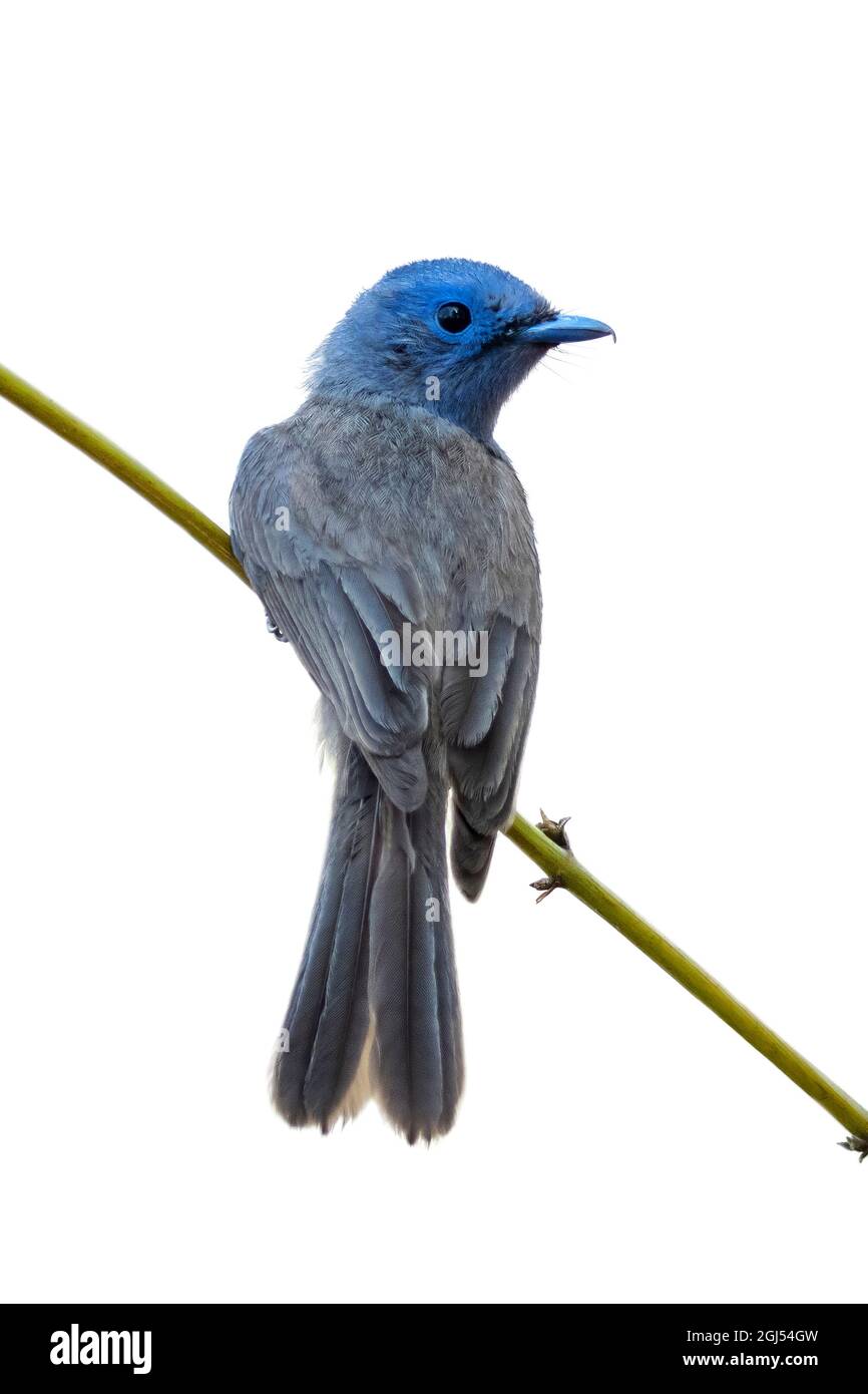 Image of Female Black-naped Monarch (Hypothymis azurea) on a tree ...