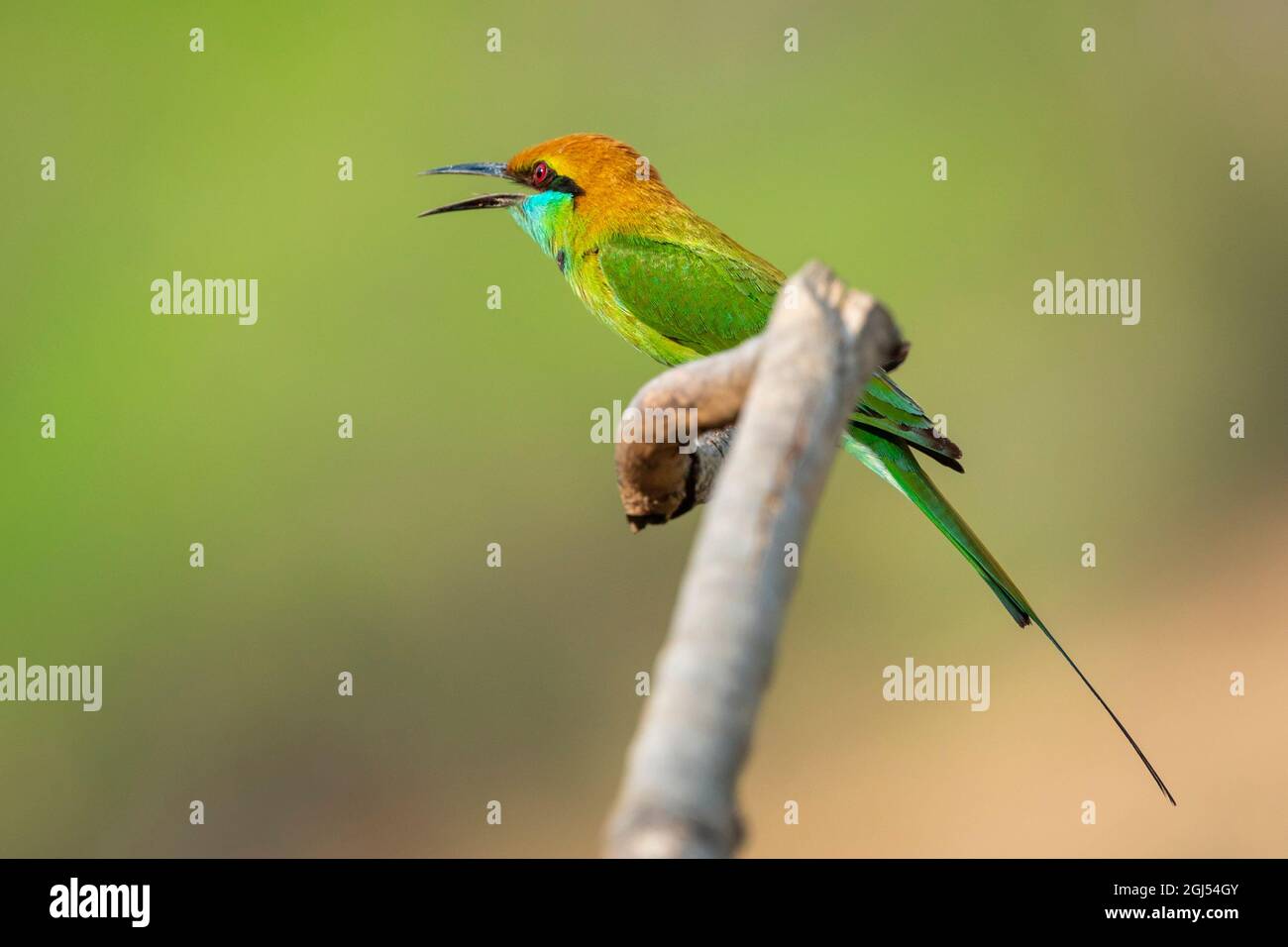 Image of Green Bee-eater bird(Merops orientalis) on a tree branch on ...