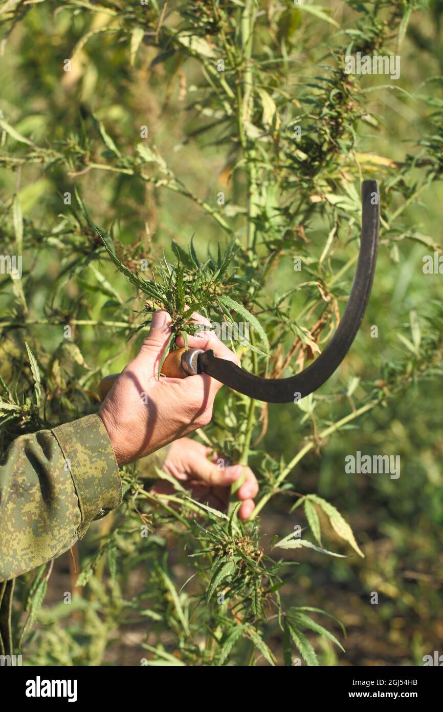 Farmer works in field evening hi-res stock photography and images - Alamy