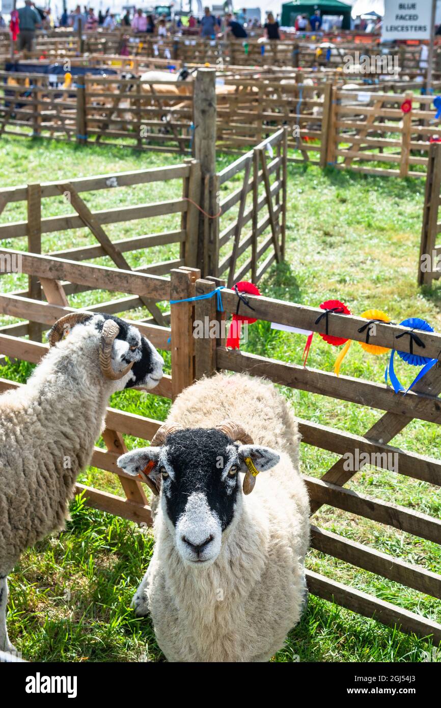 Swaledale tup hi-res stock photography and images - Alamy