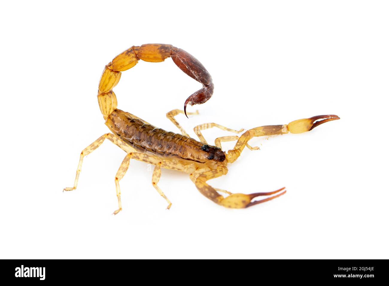Image of brown scorpion isolated on white background. Insect. Animal ...