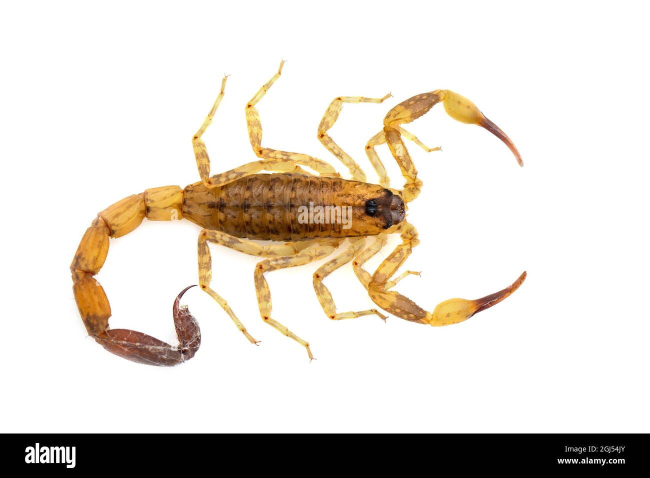Image of brown scorpion isolated on white background. Insect. Animal ...