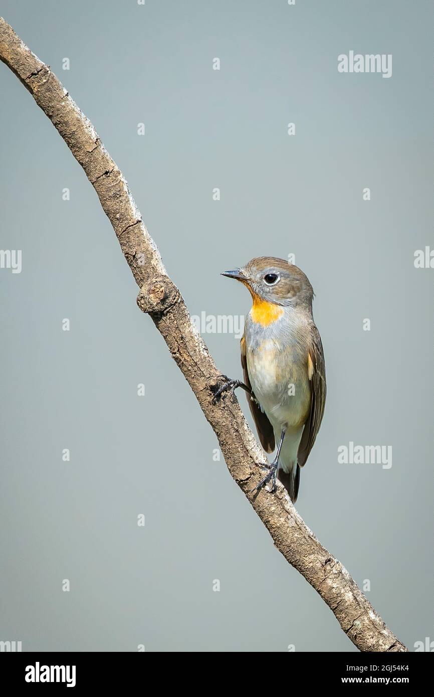 Red Taiga High Resolution Stock Photography and Images - Alamy