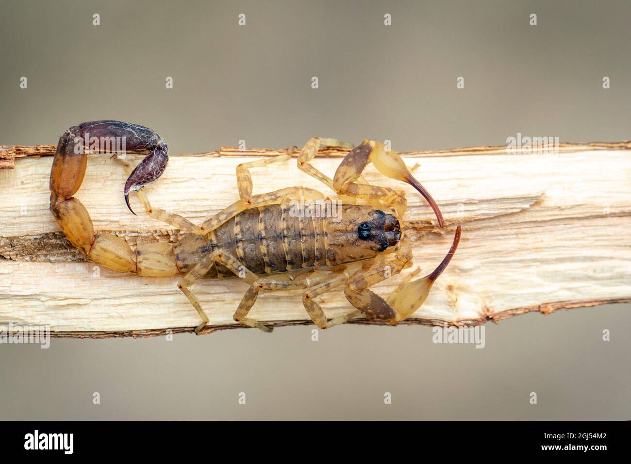 Image of brown scorpion on brown dry tree branch. Insect. Animal Stock ...