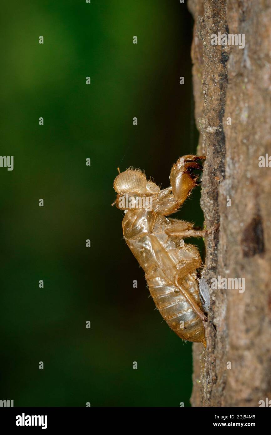 Image of cicada molting on tree., Insect. Animal Stock Photo - Alamy