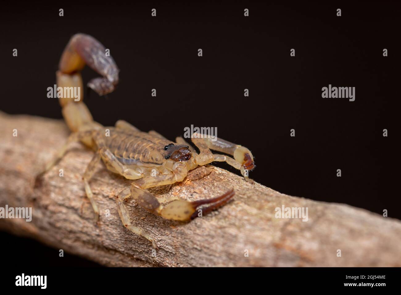 Image of brown scorpion on brown dry tree branch. Insect. Animal Stock ...