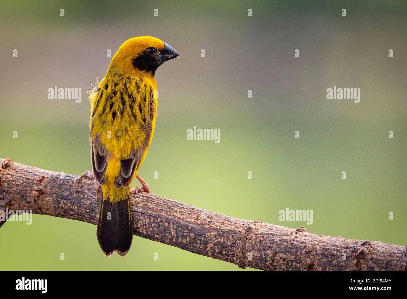 Beautiful golden weaver bird hi-res stock photography and images - Alamy