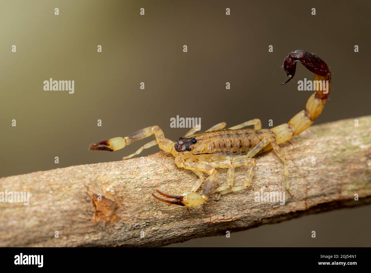 Image of brown scorpion on brown dry tree branch. Insect. Animal Stock ...