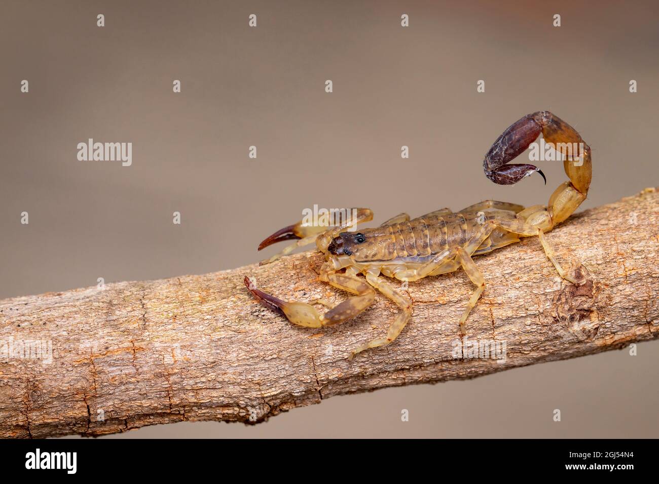 Image of brown scorpion on brown dry tree branch. Insect. Animal Stock ...