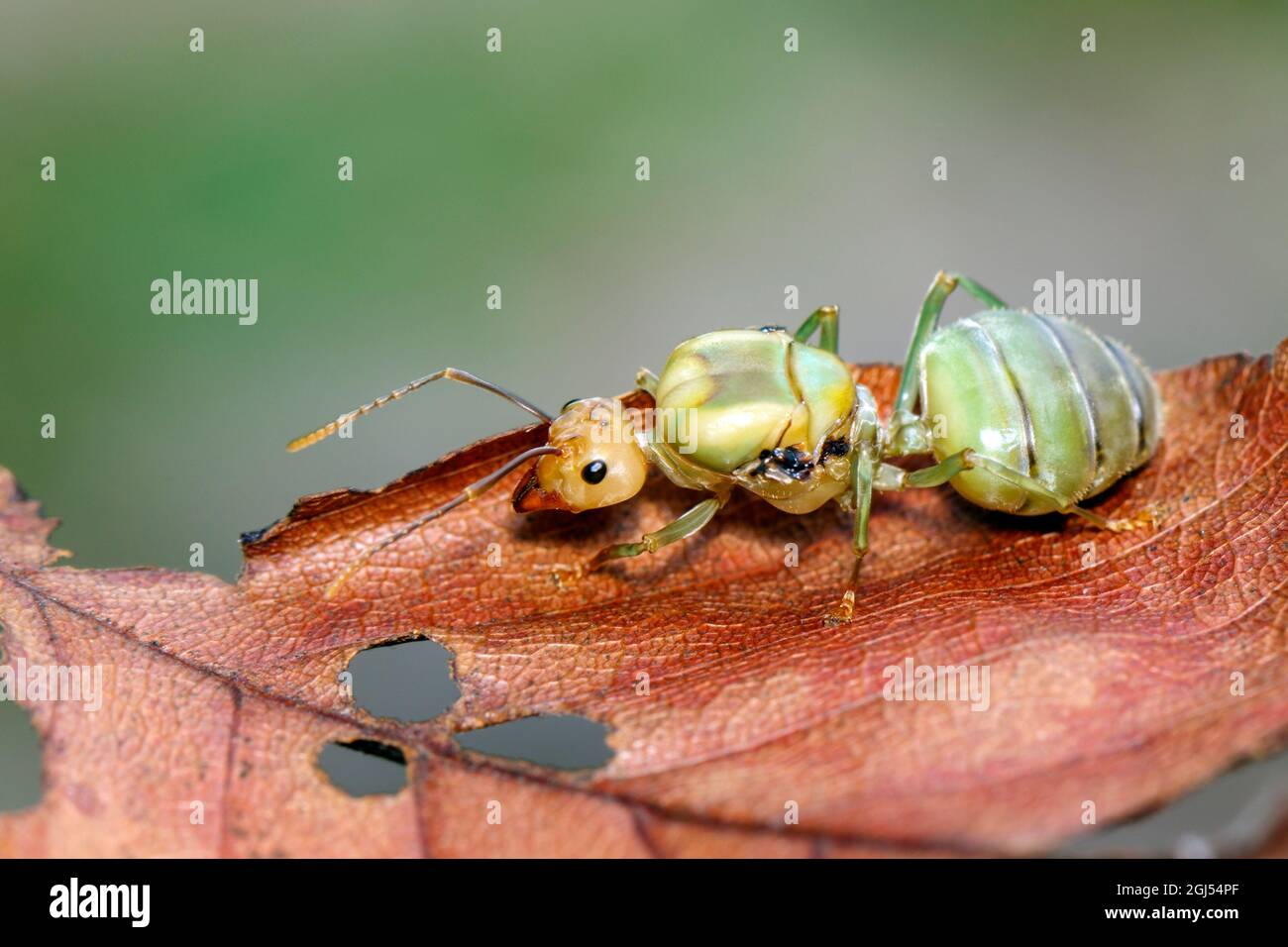 Image of the queen of ants on brown leaf. weaver ant queen. Insect ...