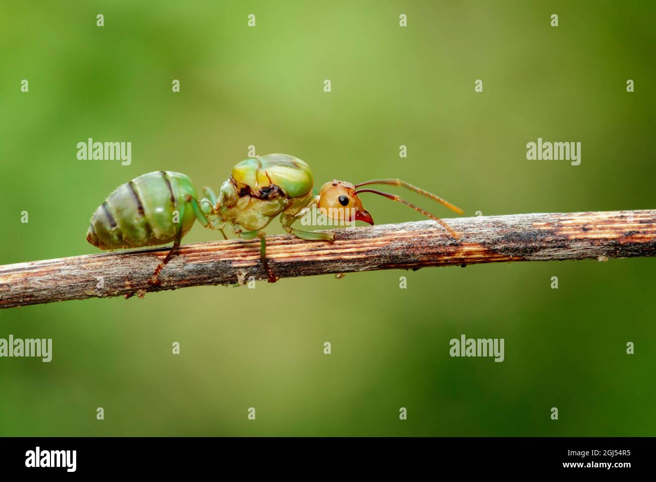 Image of the queen of ants on dry branches. weaver ant queen. Insect ...