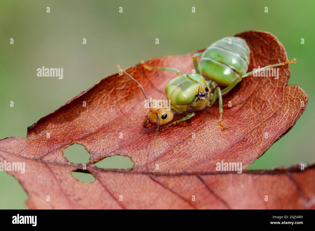 Image of the queen of ants on brown leaf. weaver ant queen. Insect ...