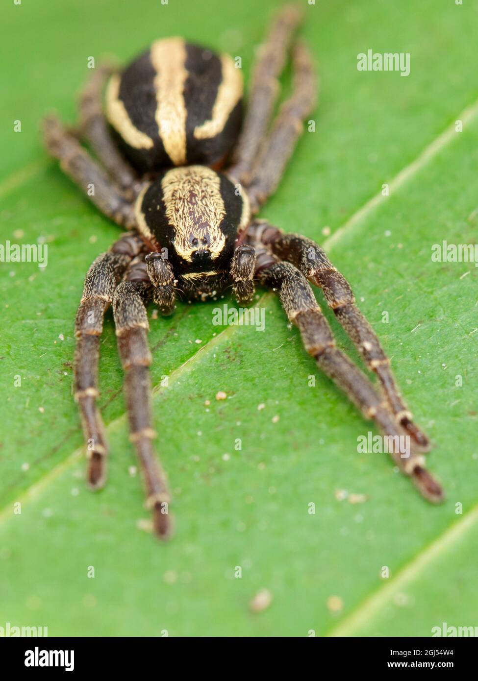 Image of gray wall jumper spider male (Menemerus bivittatus) on the ...