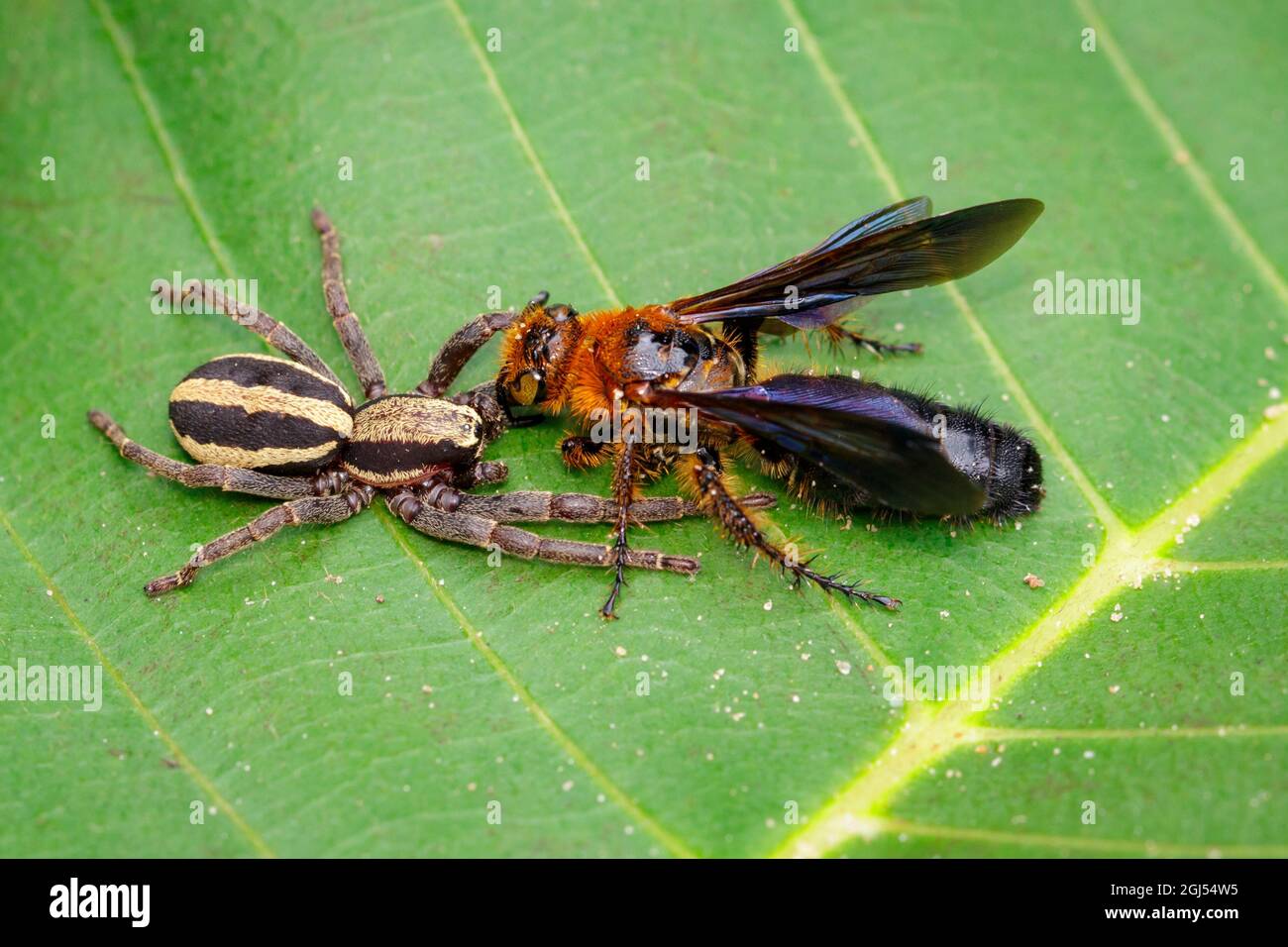 Image of gray wall jumper spider male (Menemerus bivittatus) that are ...