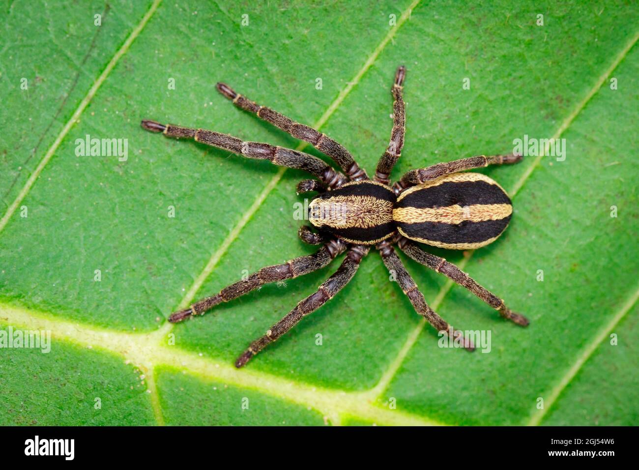 Hyllus High Resolution Stock Photography and Images - Alamy