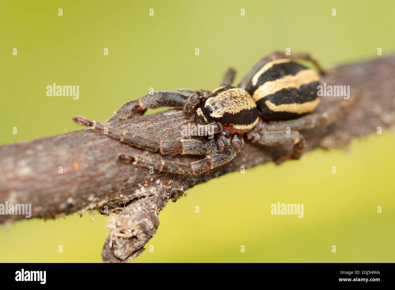Hyllus hi-res stock photography and images - Alamy