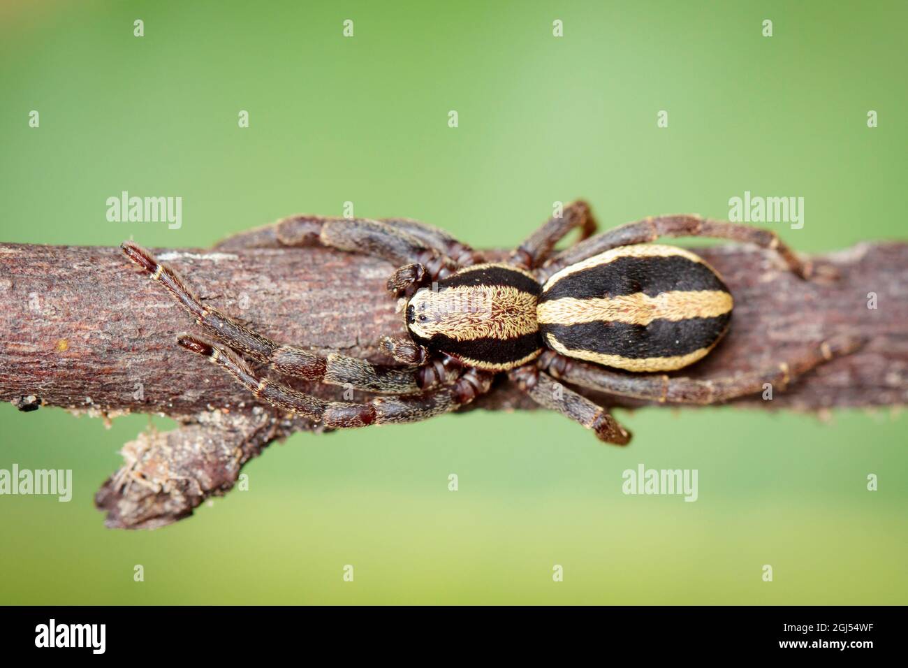 Hyllus High Resolution Stock Photography and Images - Alamy