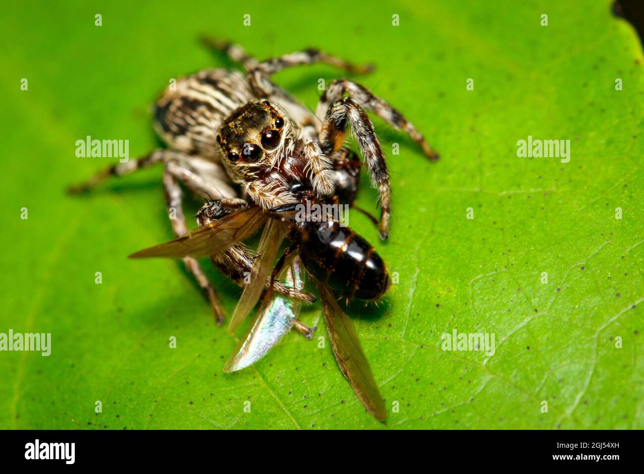 Image of jumping spiders(Salticidae) that are eating prey on green ...