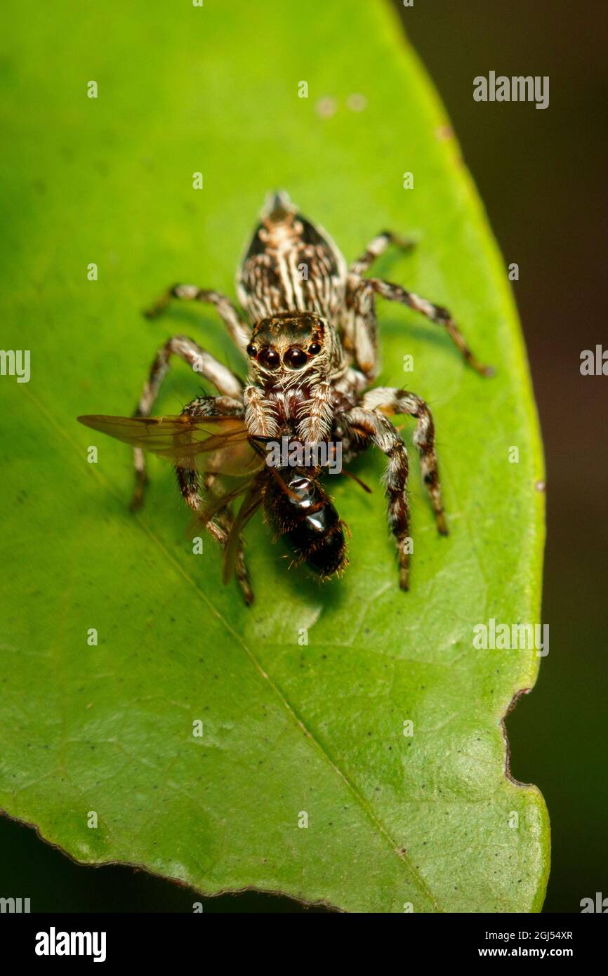 Image of jumping spiders(Salticidae) that are eating prey on green ...