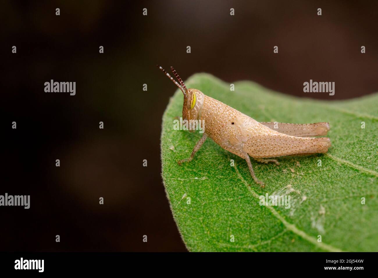 Image of baby brown grasshopper on the green leaf., Insect. Animal ...