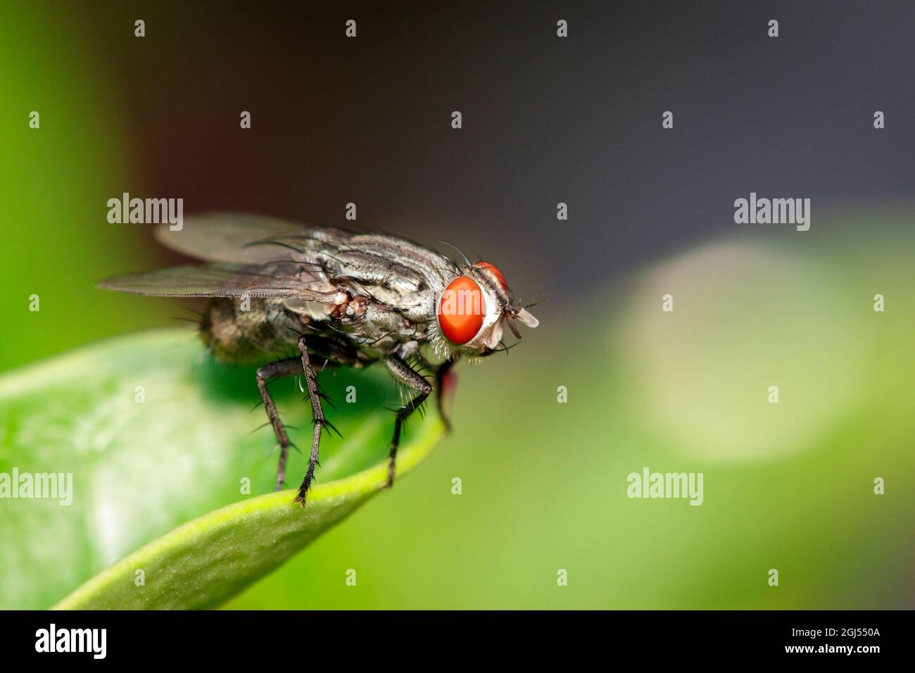 Image of a flies (Diptera) on green leaves. Insect Animal Stock Photo ...