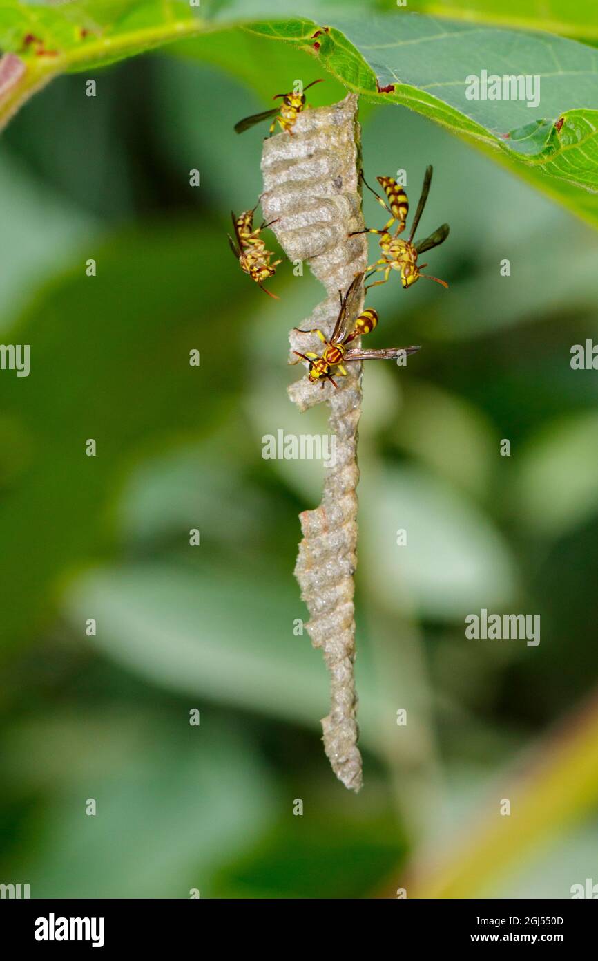 Image of an Apache Wasp (Polistes apachus) and wasp nest on nature ...