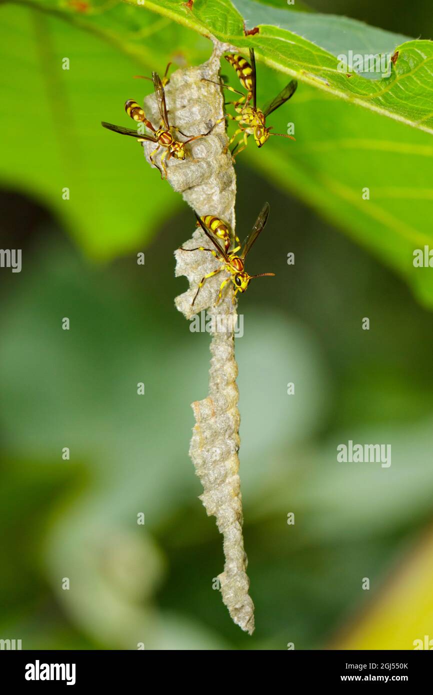 Image of an Apache Wasp (Polistes apachus) and wasp nest on nature ...