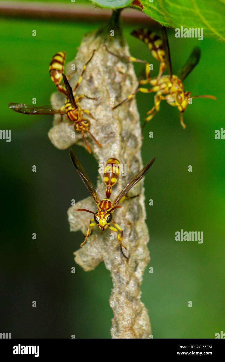 Image of an Apache Wasp (Polistes apachus) and wasp nest on nature ...