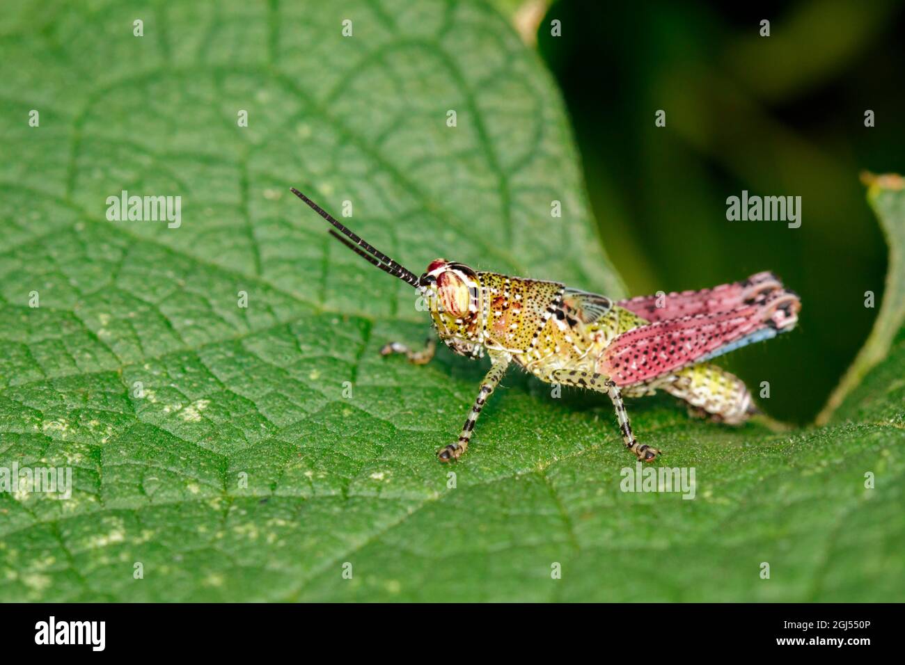Image of grasshopper on the green leaf., Insect. Animal Stock Photo - Alamy