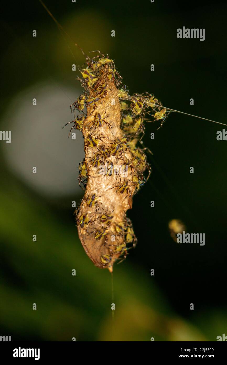 Image of little spider on the nest on a natural background. Insect ...