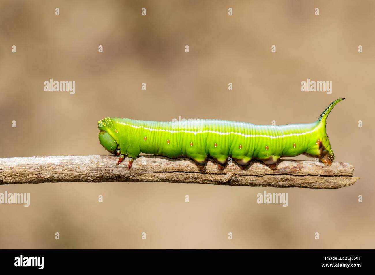 Image of Green Caterpillars of Moth on the branches on a natural ...