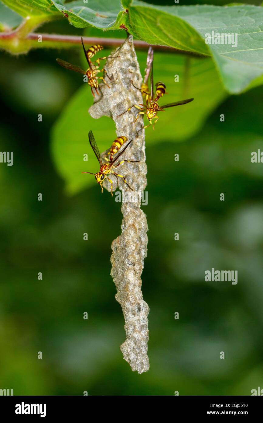 Image of an Apache Wasp (Polistes apachus) and wasp nest on nature ...