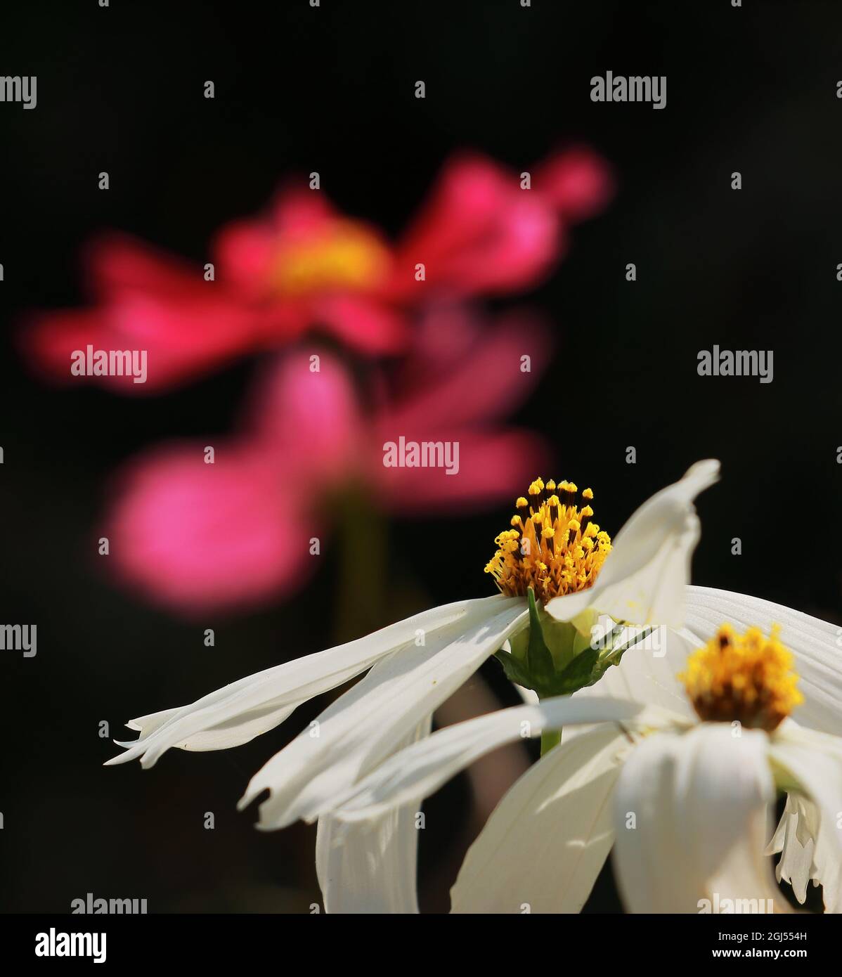 Beautiful cosmos hi-res stock photography and images - Alamy