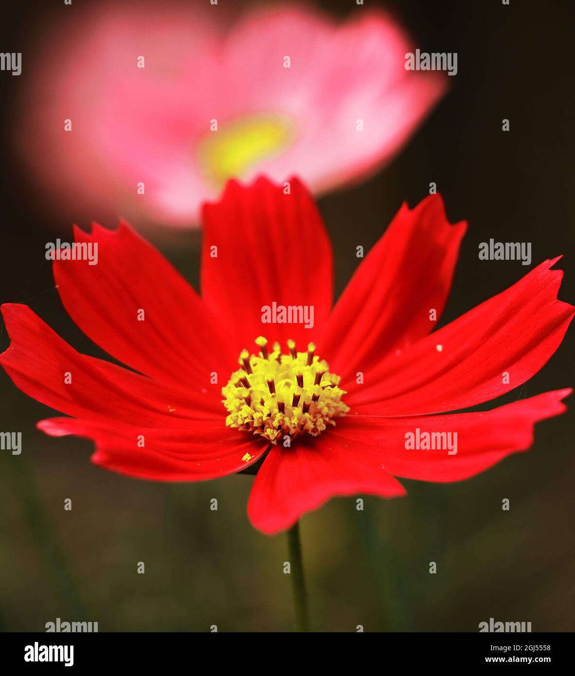 Beautiful cosmos hi-res stock photography and images - Alamy