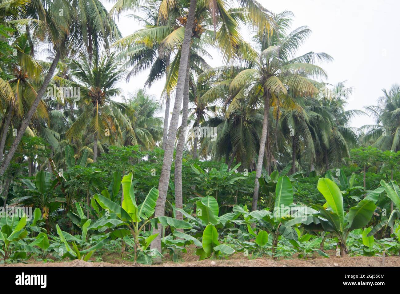 Landscape of farms of coconut trees, banana and papaya - Salalah 2021 ...