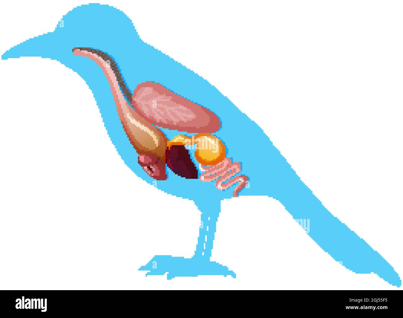 Internal anatomy of bird with organs illustration Stock Vector Image ...