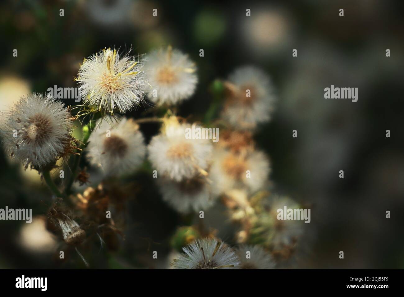 wild flowers are blooming in the forest ground Stock Photo - Alamy