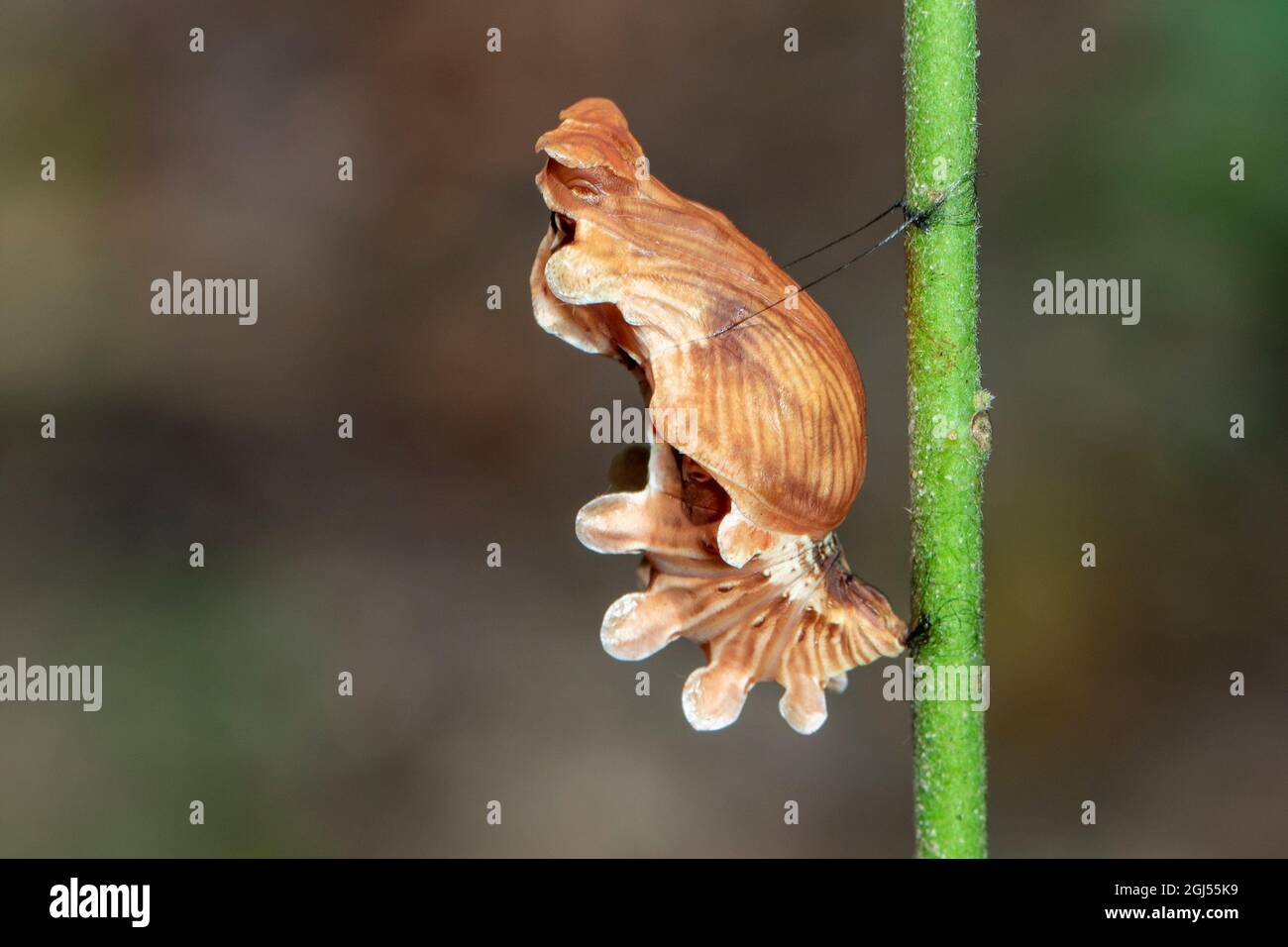 Image of Pupa brown of butterfly on a natural background., Insect ...