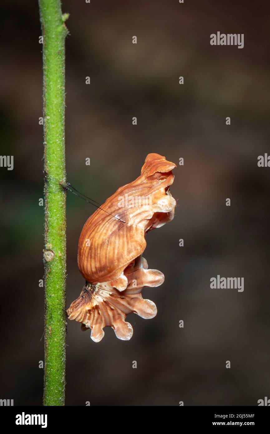 Image of Pupa brown of butterfly on a natural background., Insect ...
