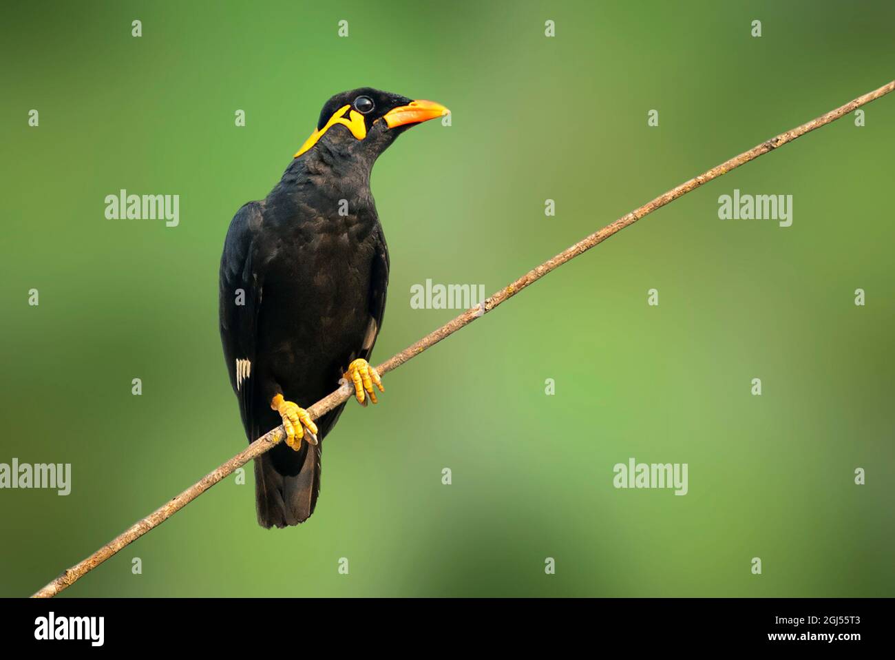 Hill Myna