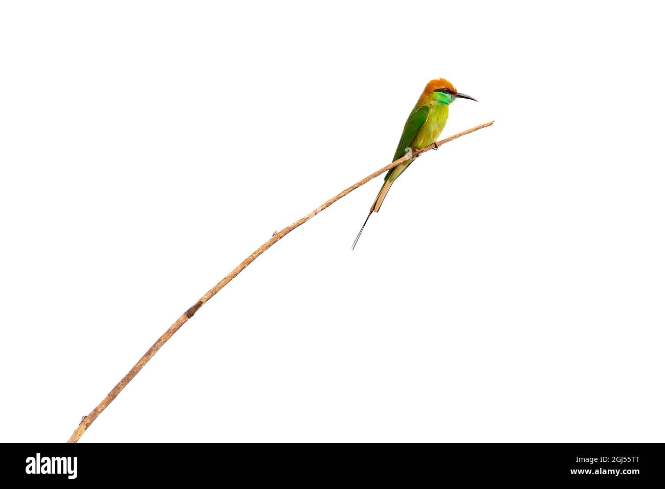 Image of Green Bee-eater bird(Merops orientalis) on a tree branch on ...