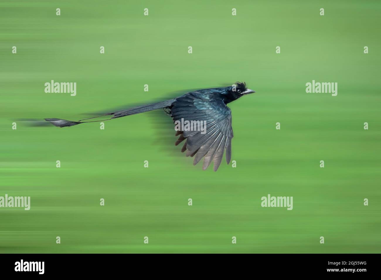 Image of Greater Racket-tailed Drongo flying on nature background. Bird ...