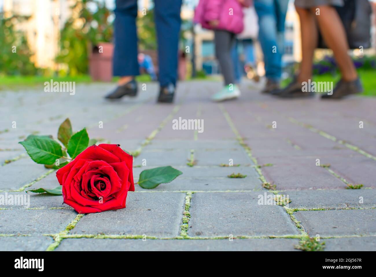 abandoned bright red rose lies on a pedestrian path, on a paving stone ...